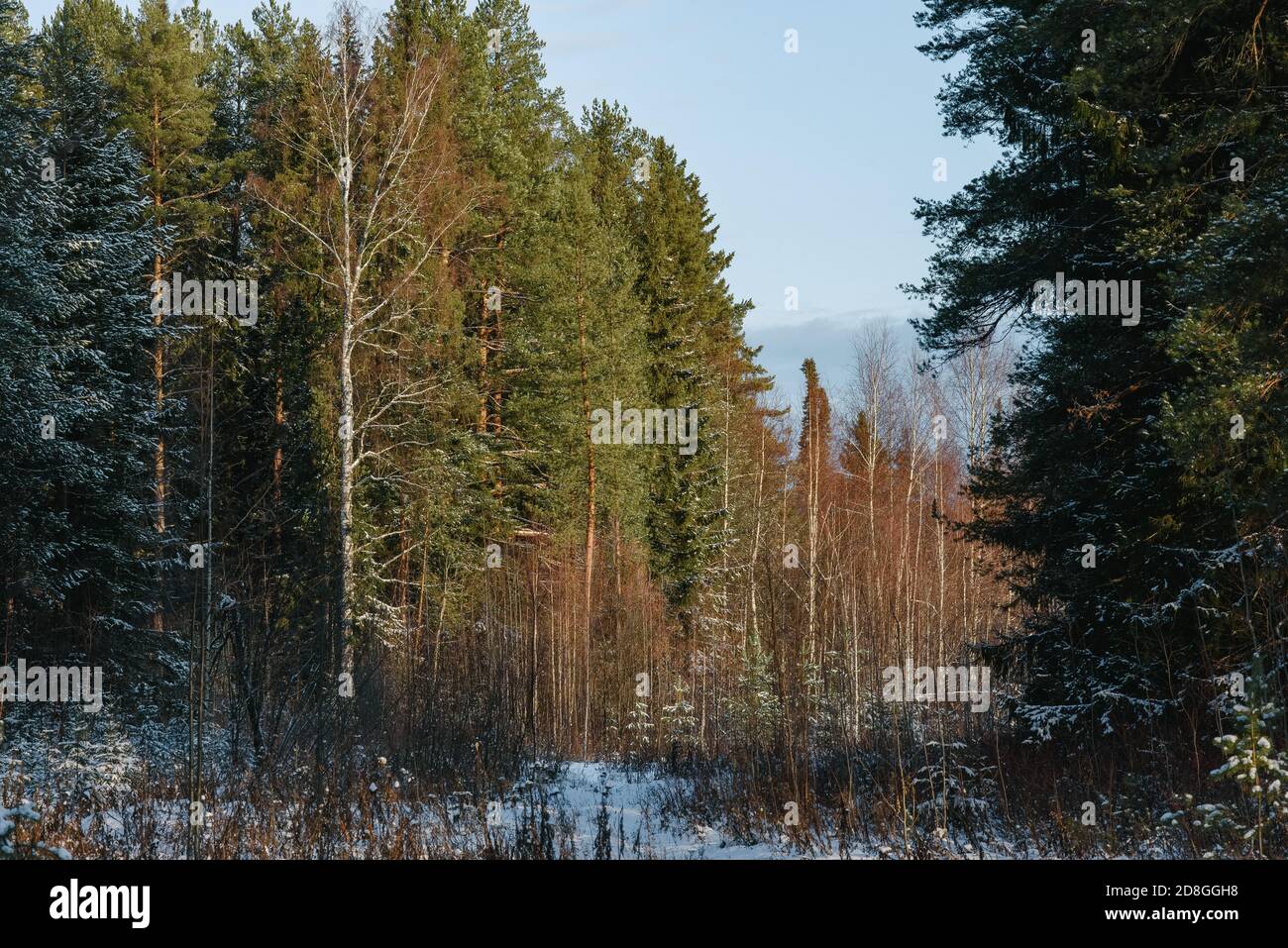 Trees of the northern forest covered with a layer of snow in the light ...