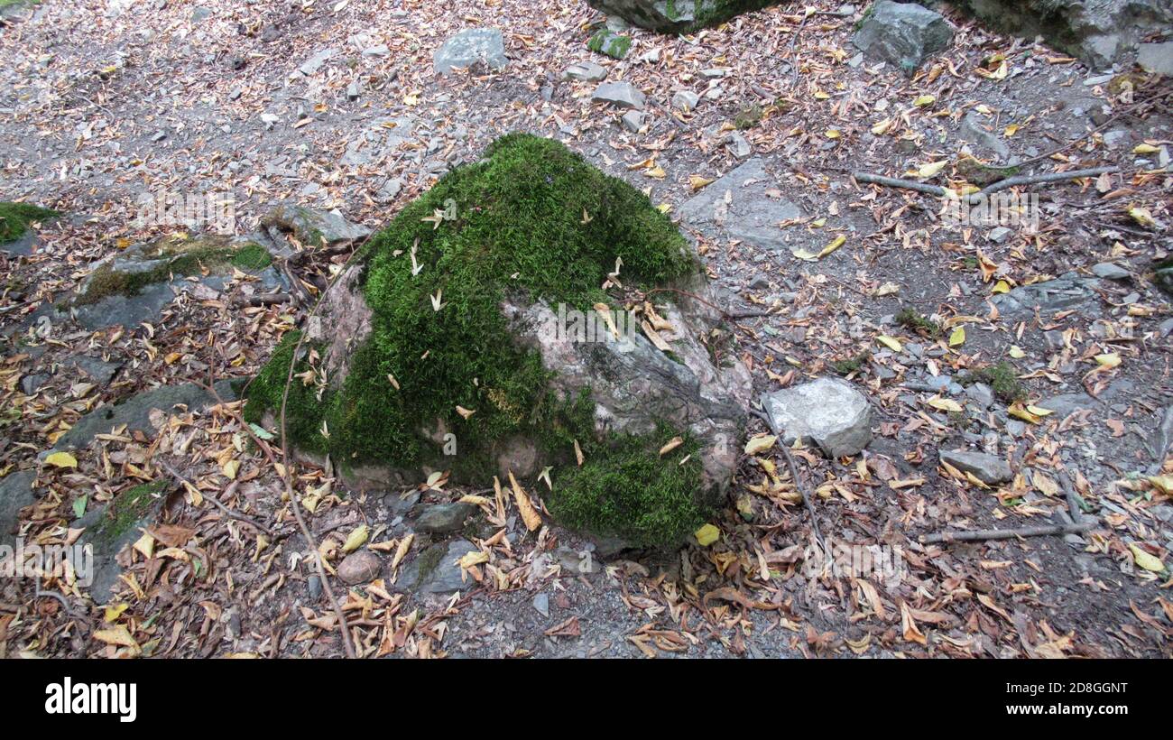 Green moss covered rocks in the middle of the Caucasian mountain forest ...