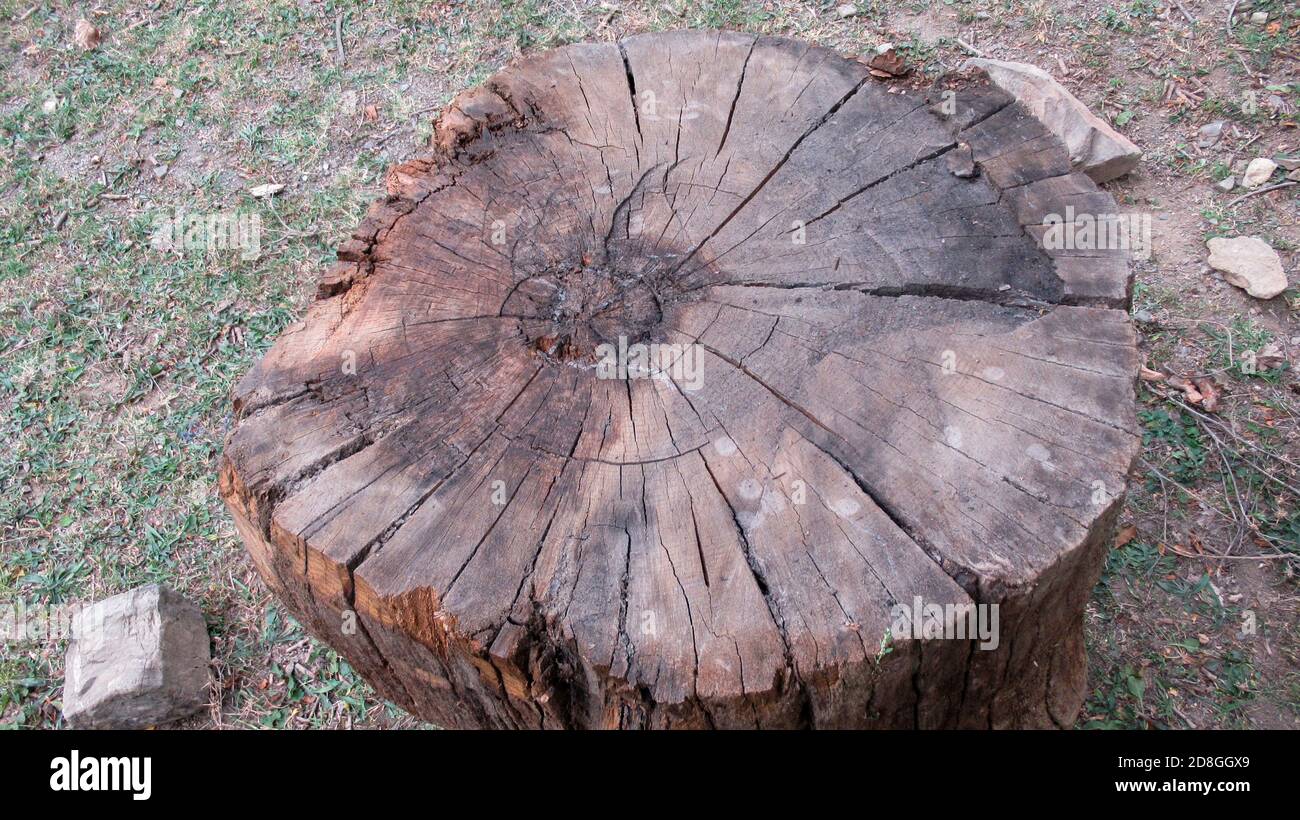 Single tree stump in the village near to the forest Stock Photo - Alamy