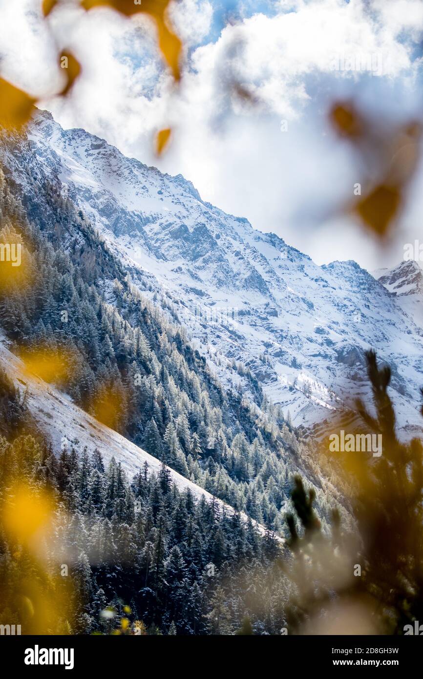 winter forest with frozen fir trees and yellow autumn leaves Stock ...