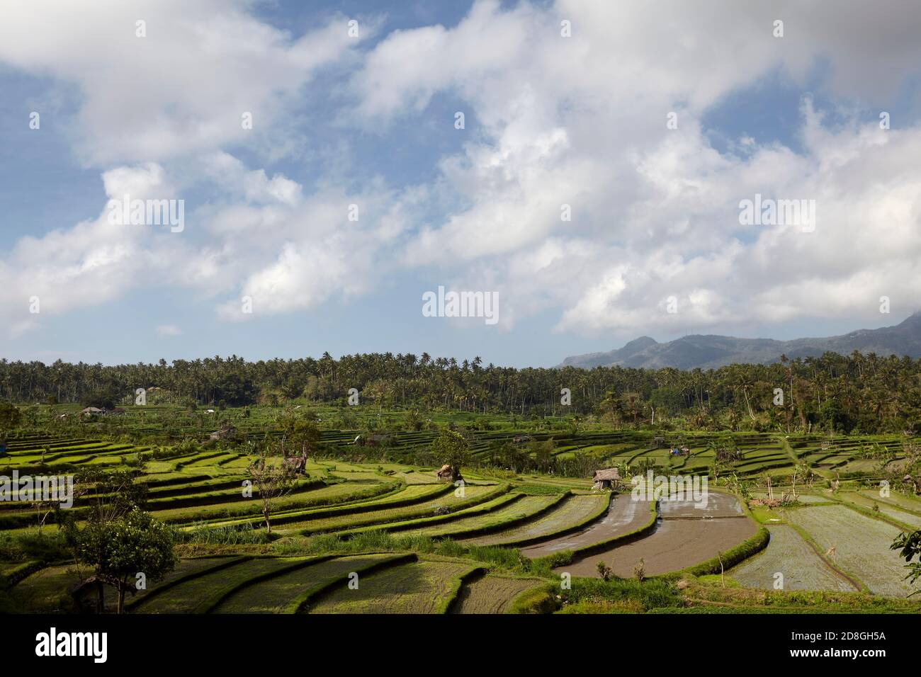 Beautiful landscape with green rice terraces, Bali, Indonesia. Unesco ...