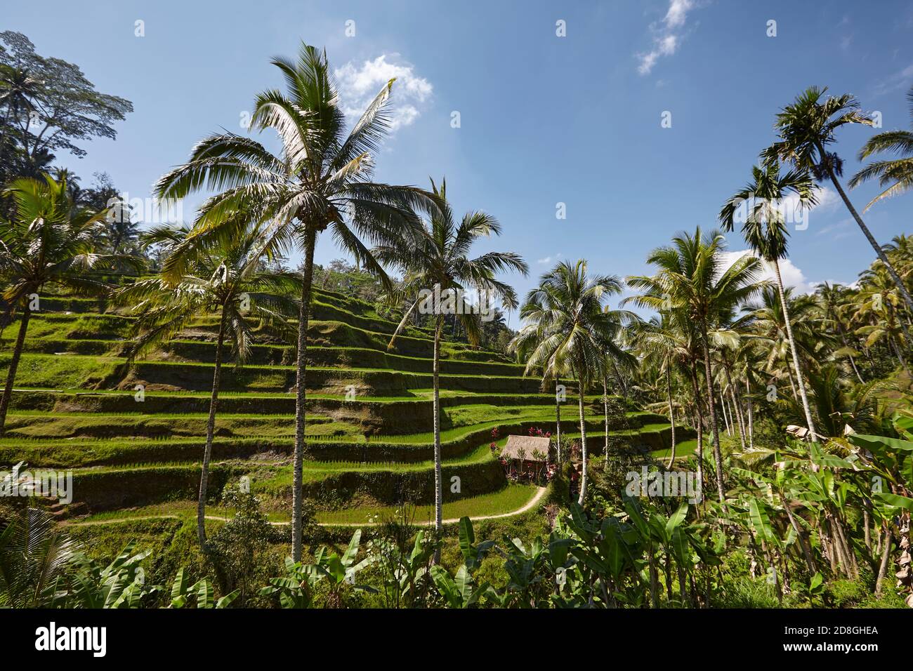 Beautiful landscape with green rice terraces, Bali, Indonesia. Unesco ...