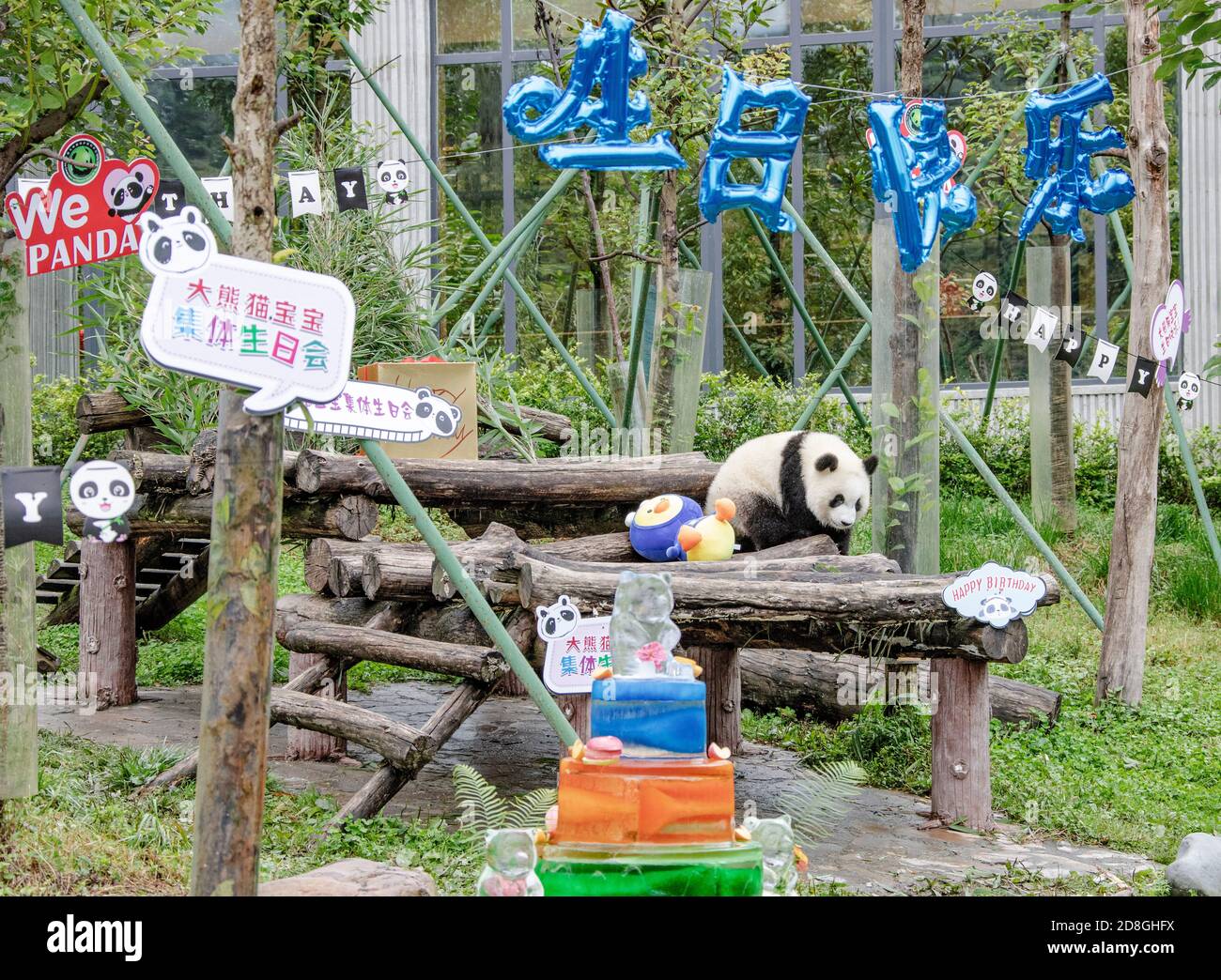14 baby pandas born in 2019 celebrated their birthday together at the ...