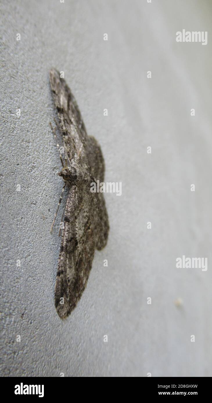 A close up of a grey-black butterfly insect standing on the wall Stock ...