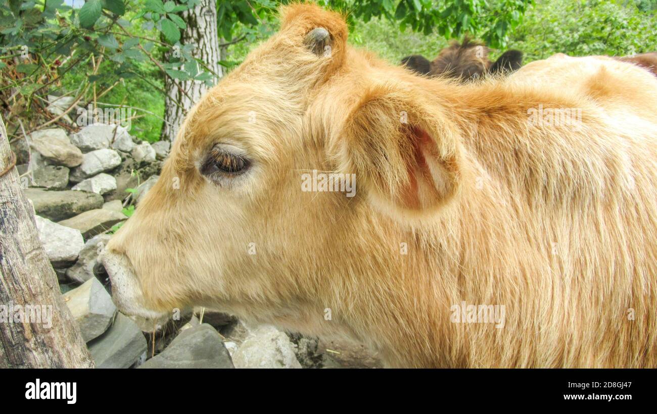 White calfs hi-res stock photography and images - Alamy