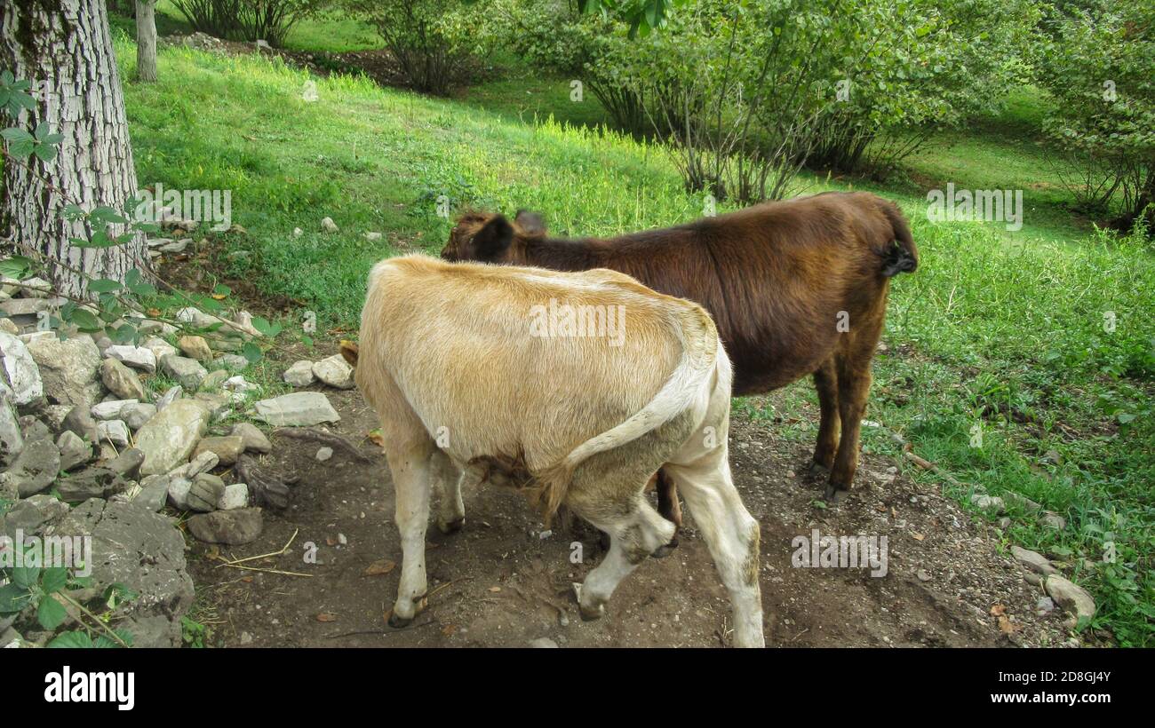 Two beautiful sweet calves looking for food while playing in the ...