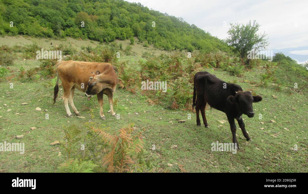 Two beautiful sweet cows looking for food while playing in the village ...