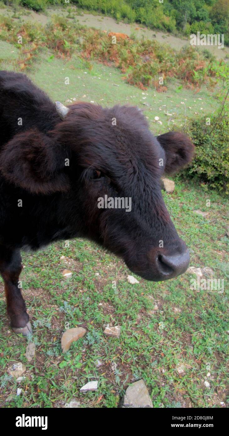 Black calf head looks hi-res stock photography and images - Alamy
