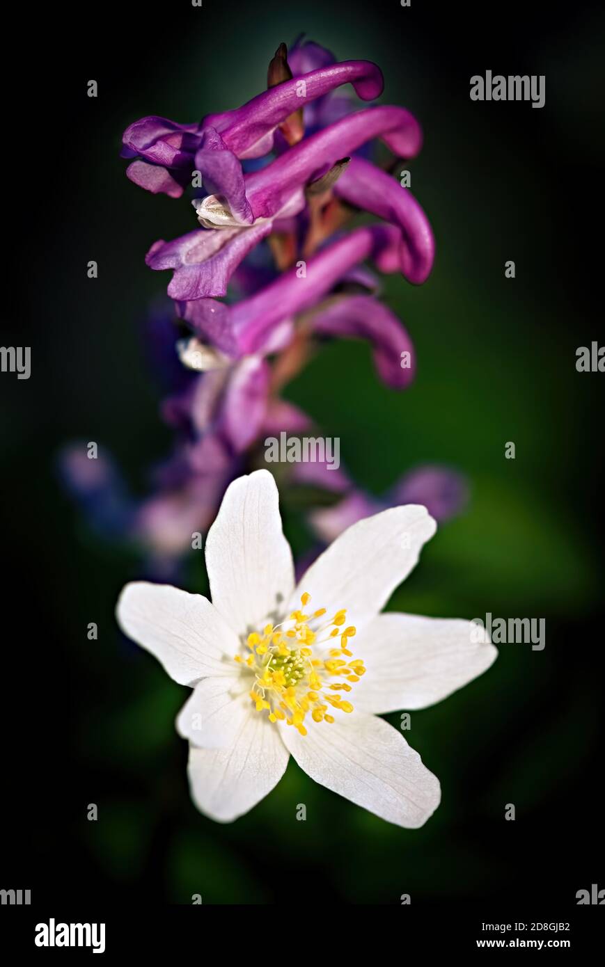 Anemone sylvestris wild hi-res stock photography and images - Alamy