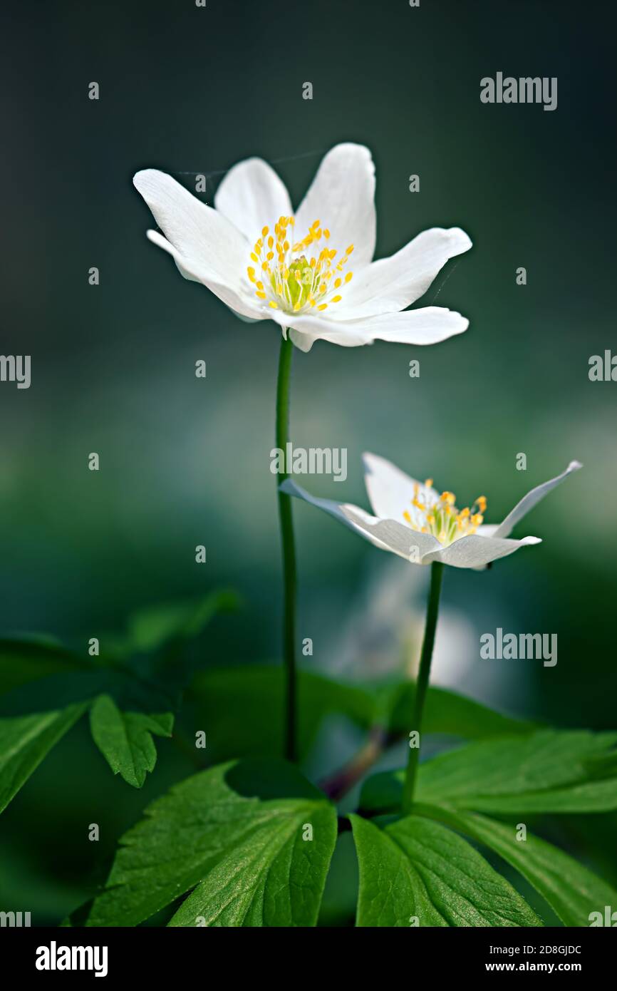 Anemone sylvestris wild hi-res stock photography and images - Alamy