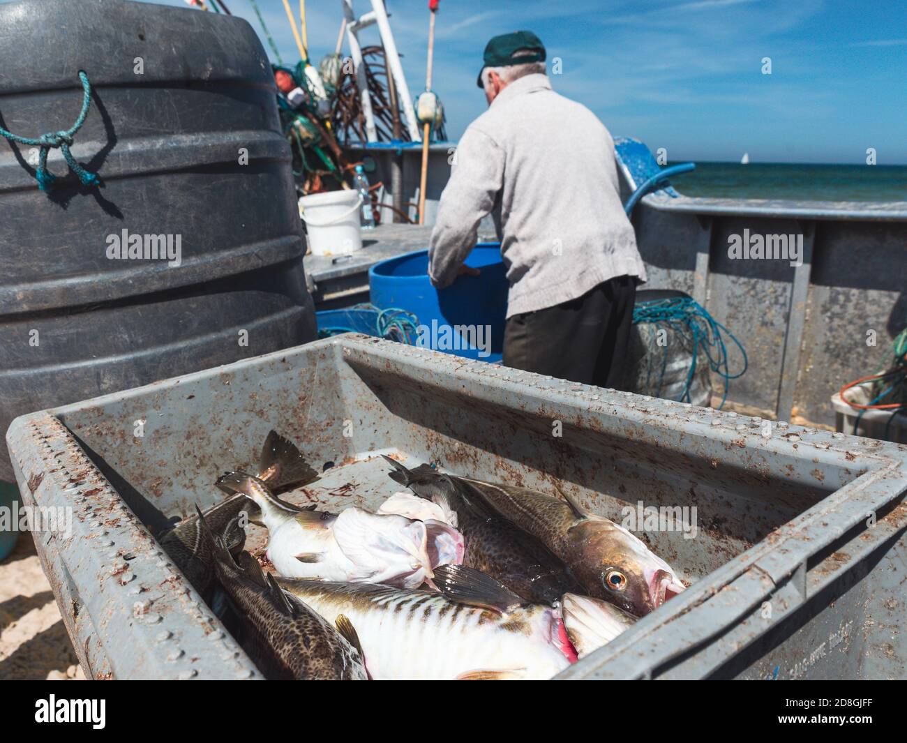 Freshly caught cod in the box and fishermen on cutter in background ...