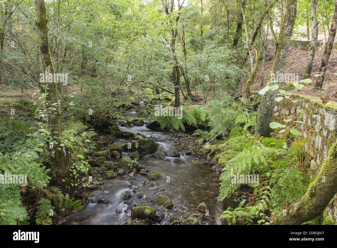 Small river with long exposure in a forest covered in greenery at ...