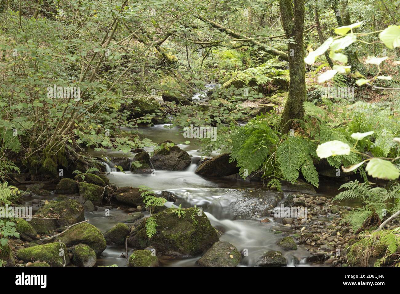 Small river with long exposure in a forest covered in greenery at ...