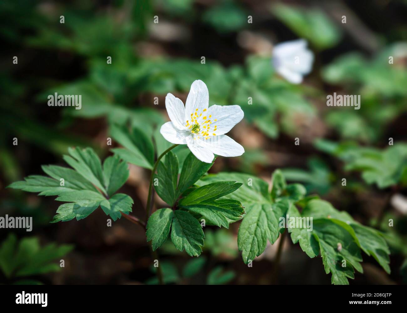 First spring flowers. Anemone sylvestris (snowdrop anemone Stock Photo ...