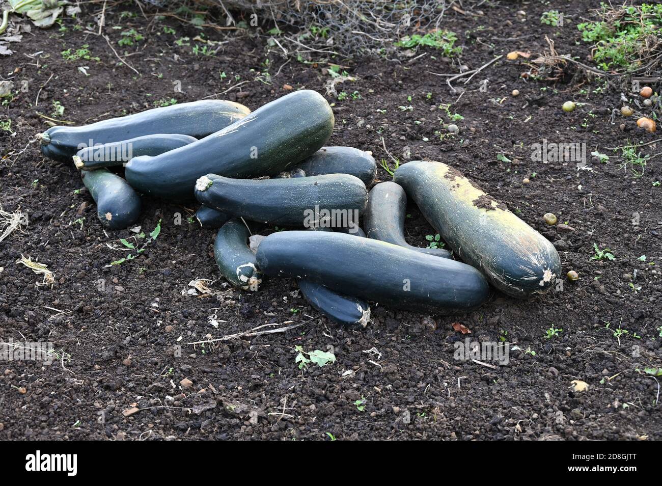 Picked marrows lying on the ground on an allotment in the north ...