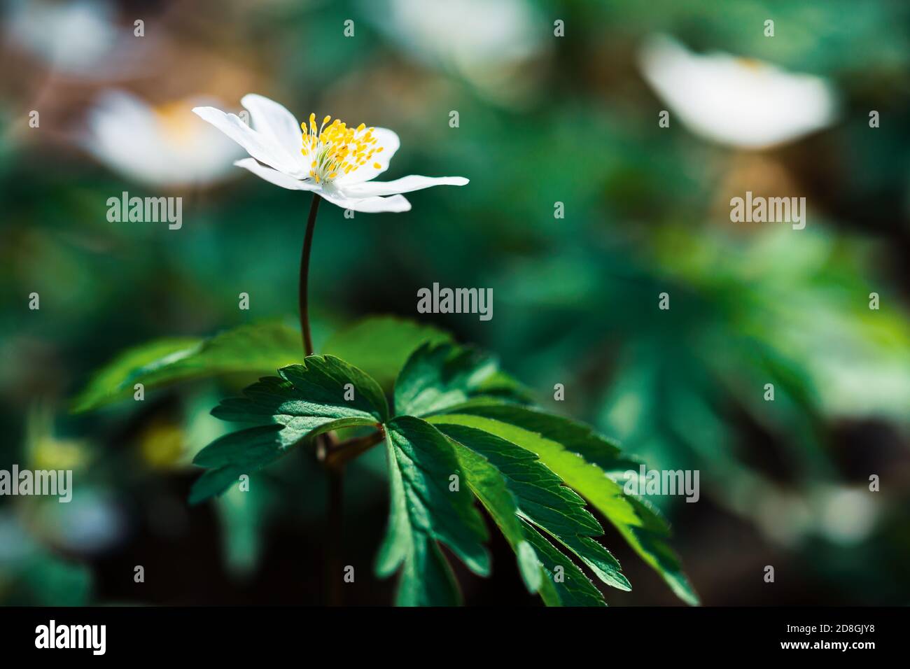 Spring and nature. Anemones first spring flowers. Anemone sylvestris ...
