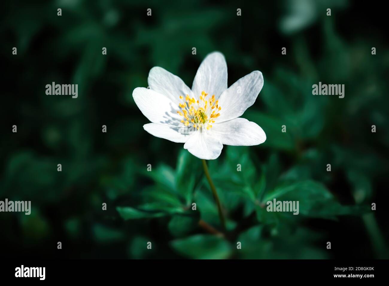 Spring and nature. Anemones first spring flowers. Anemone sylvestris ...