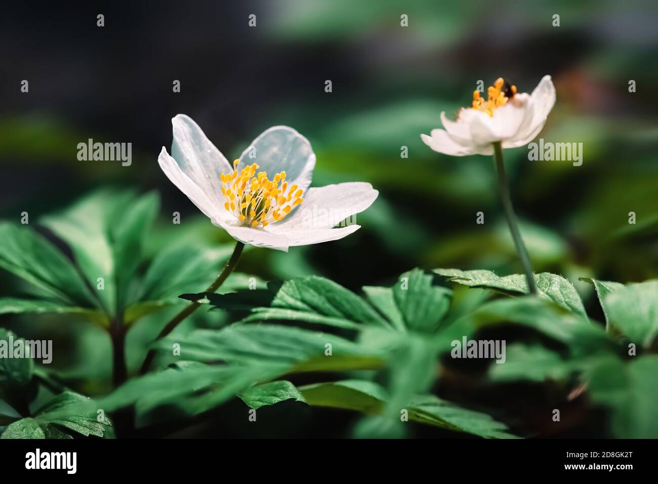 Spring and nature. Anemones first spring flowers. Anemone sylvestris ...