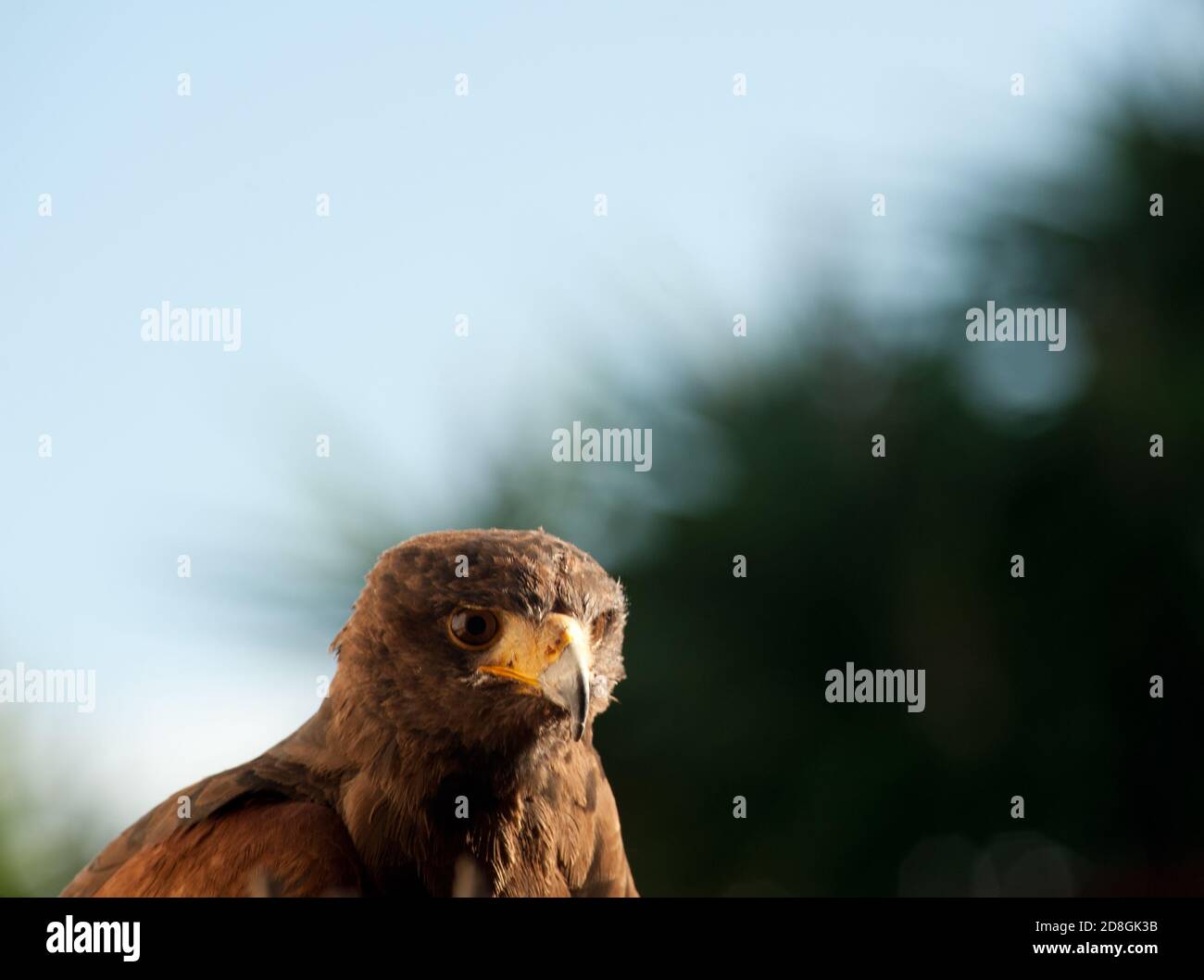 harris eagle close-up brown eyes brown background Stock Photo - Alamy