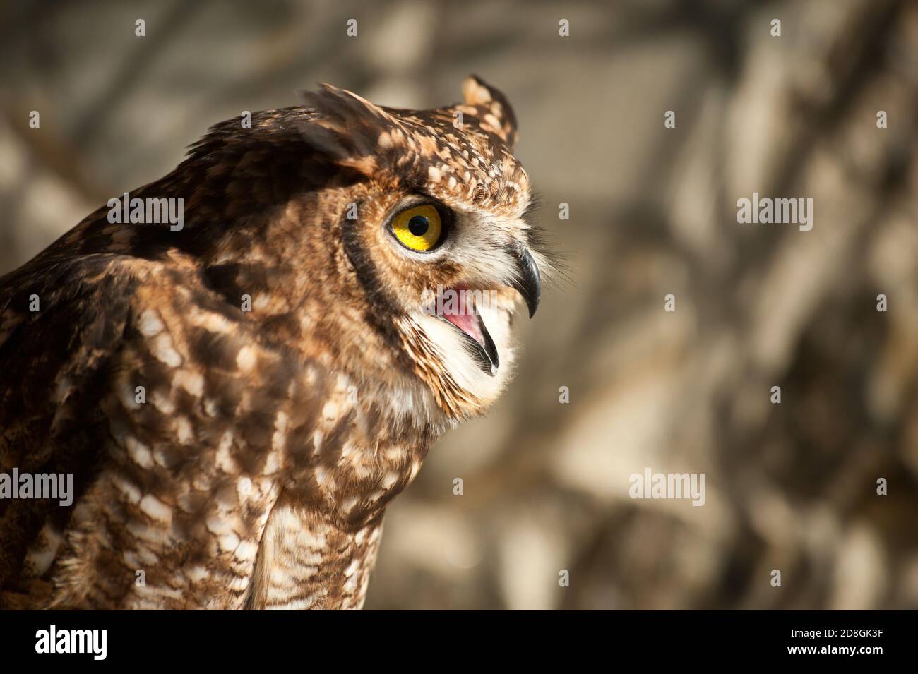Fantastic owl picture, african owl with aggressive look open beak, ears ...