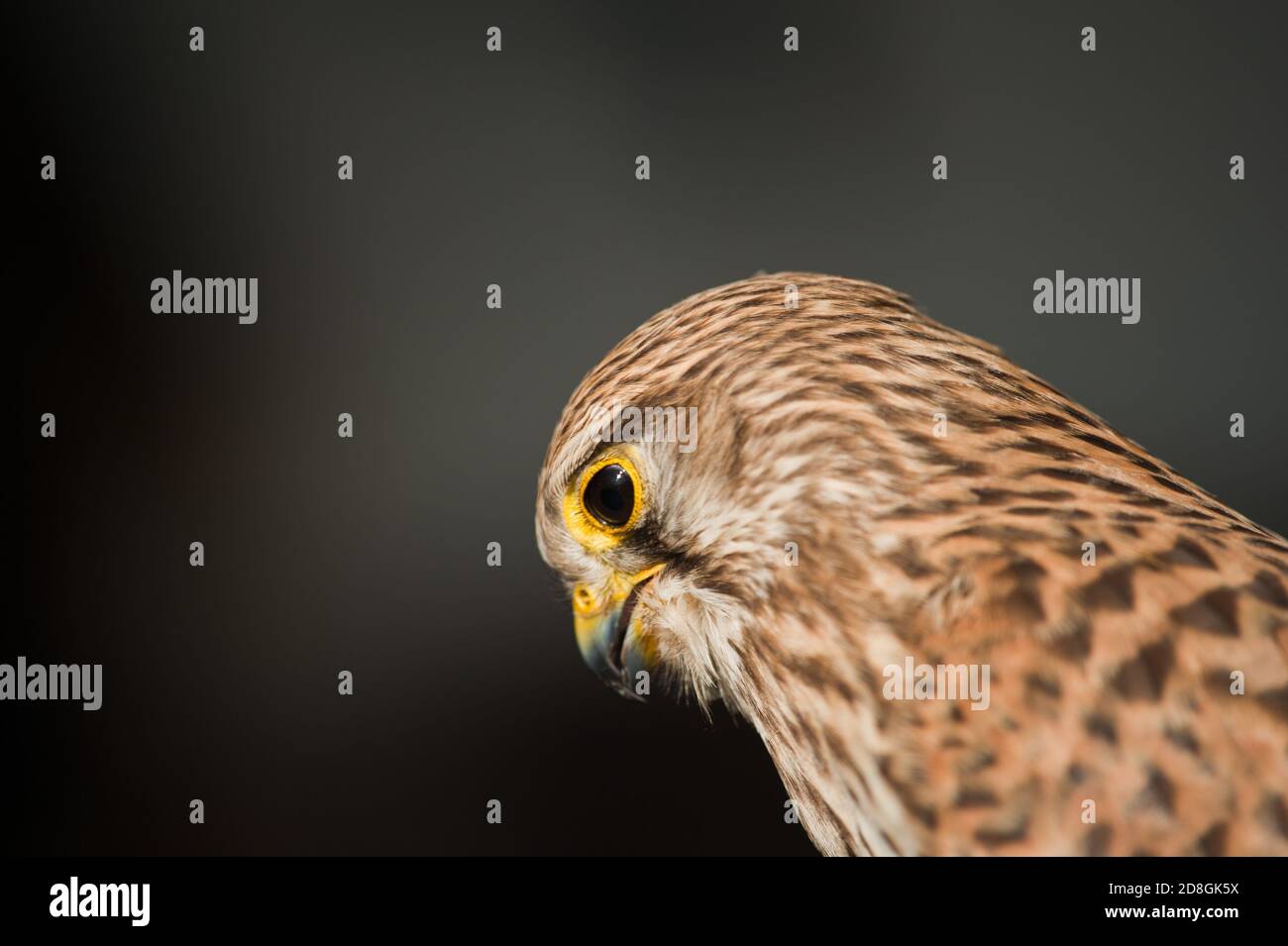 common kestrel with closed beak background light colors Stock Photo - Alamy