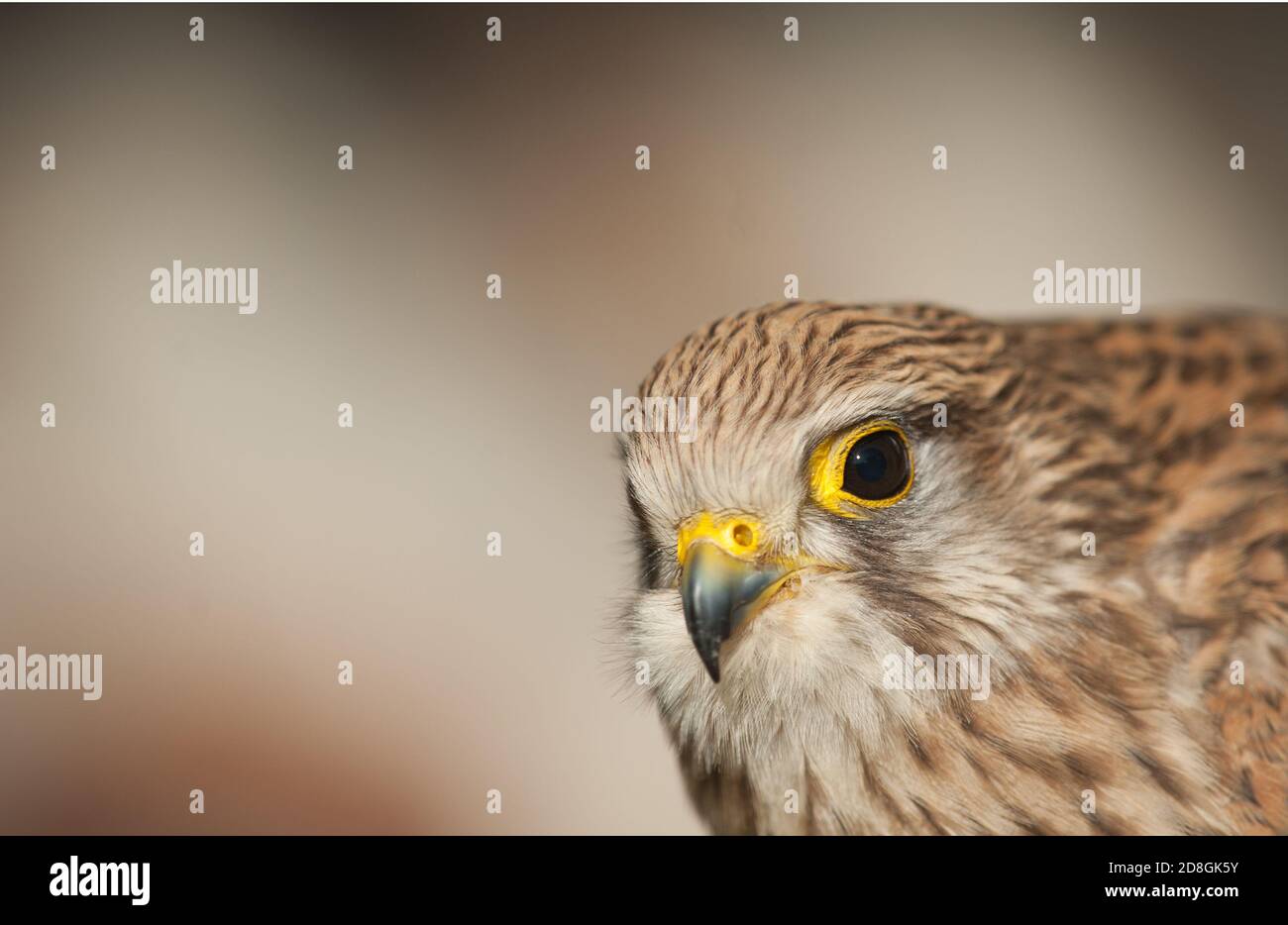 common kestrel with closed beak background light colors Stock Photo - Alamy