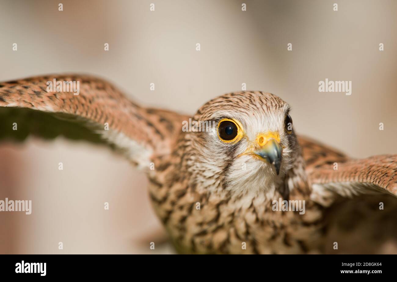common kestrel with open wings background light colors Stock Photo - Alamy
