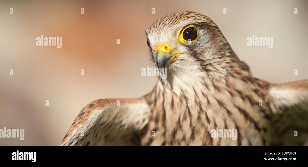 common kestrel with open wings background light colors Stock Photo - Alamy