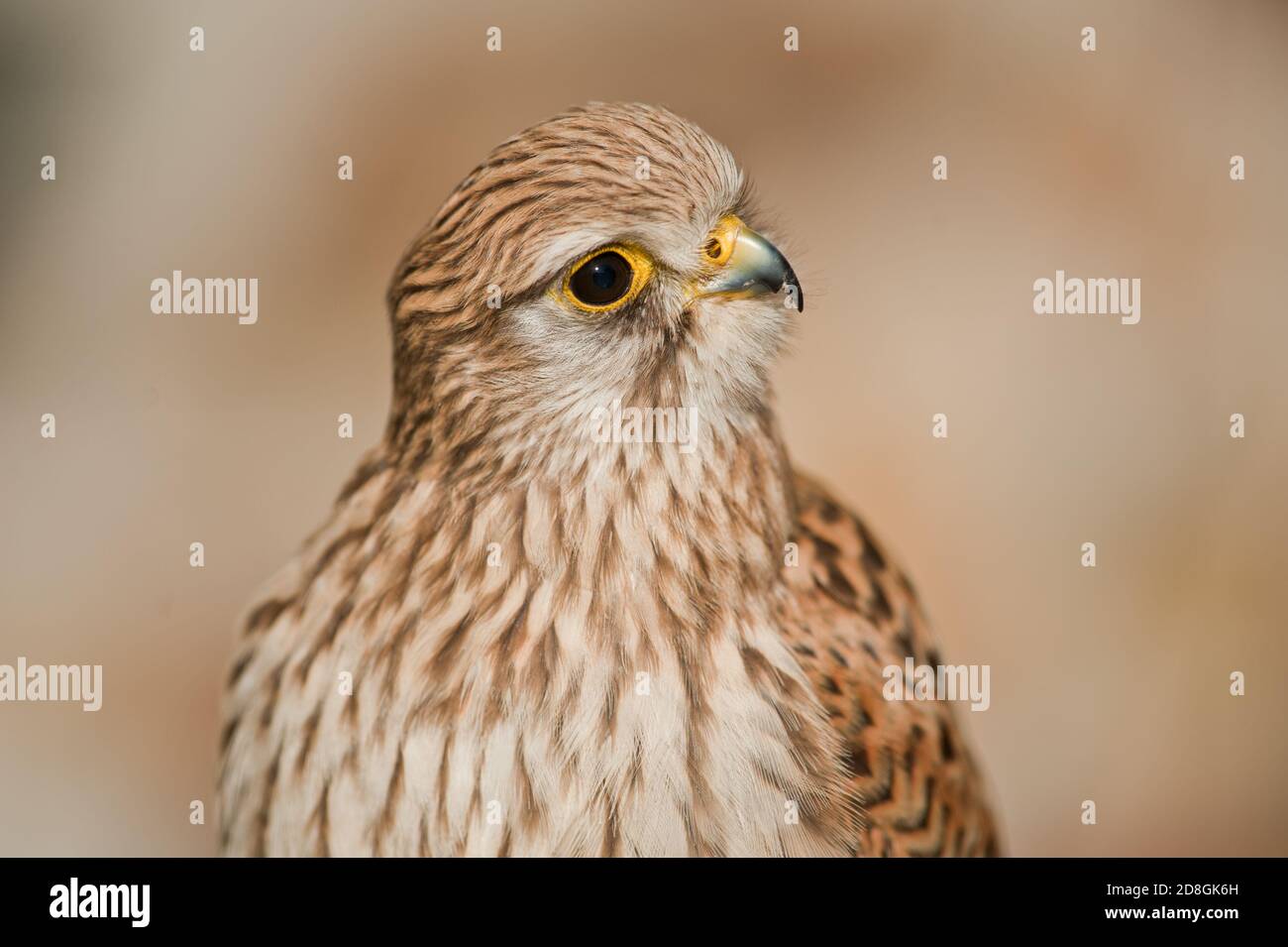 common kestrel with closed beak background light colors Stock Photo - Alamy
