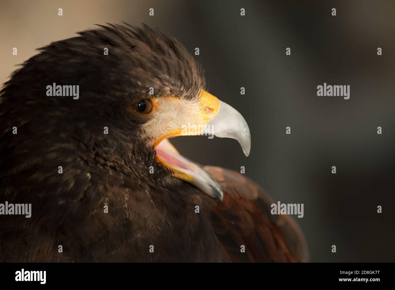 harris eagle close-up open beak brown eyes brown background Stock Photo ...