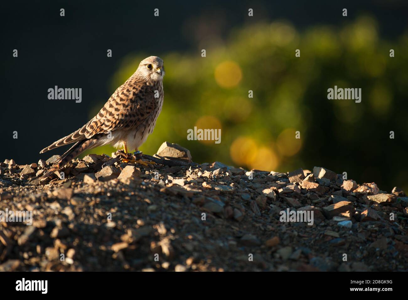 common kestrel with closed beak background light colors Stock Photo - Alamy