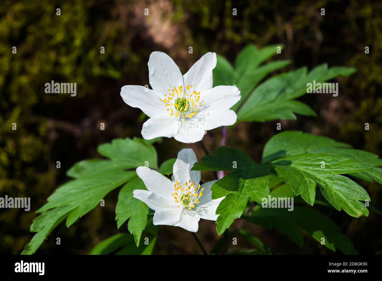 First spring flowers. Anemone sylvestris (snowdrop anemone Stock Photo ...