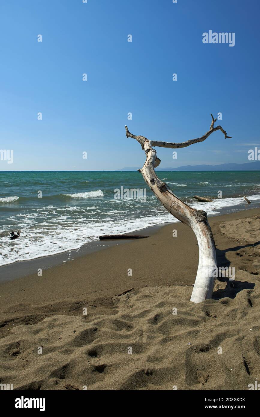 Trappola (Gr) Italy, logs and trees on the beach of the Maremma ...