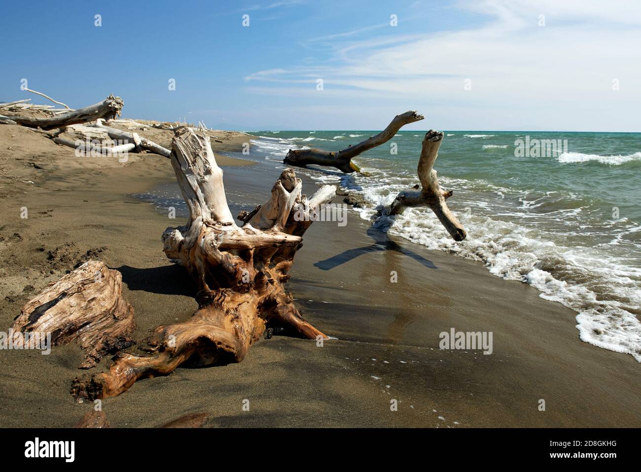 Trappola (Gr) Italy, logs and trees on the beach of the Maremma ...