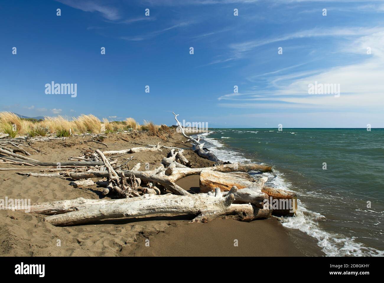 Trappola (Gr) Italy, logs and trees on the beach of the Maremma ...