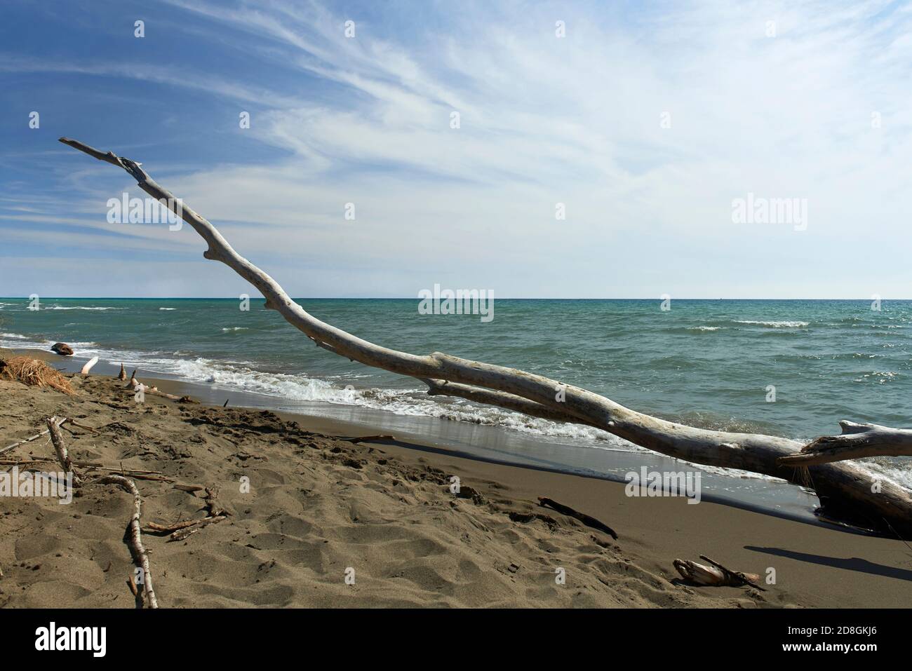 Trappola (Gr) Italy, logs and trees on the beach of the Maremma ...