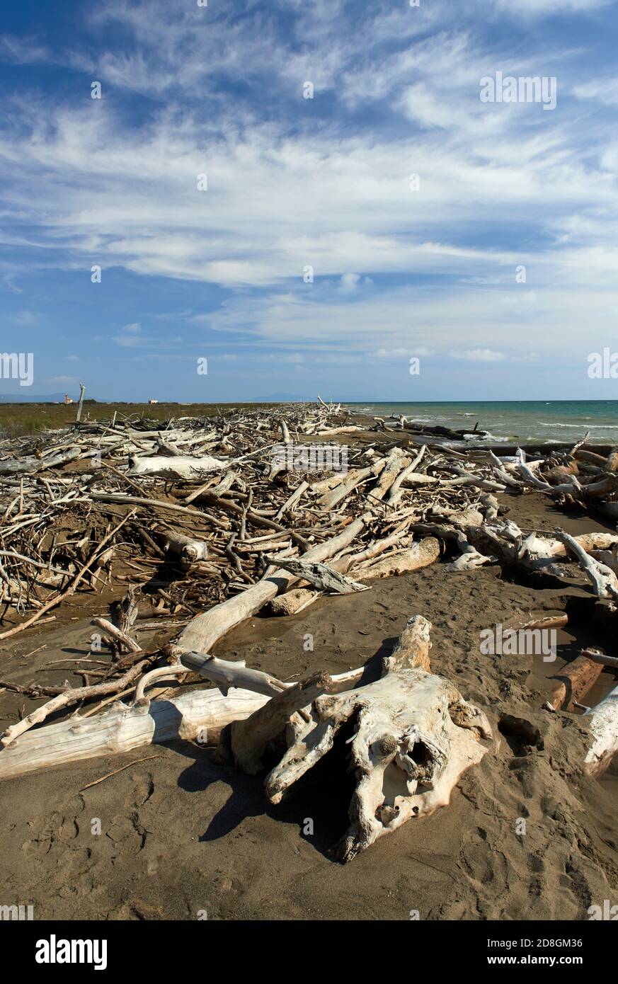 Trappola (Gr) Italy, logs and trees on the beach of the Maremma ...