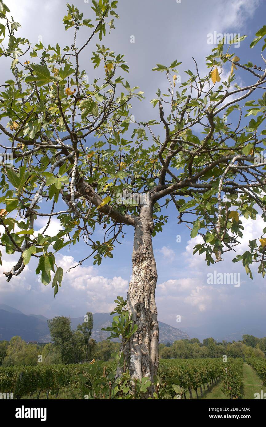 Afig hi-res stock photography and images - Alamy