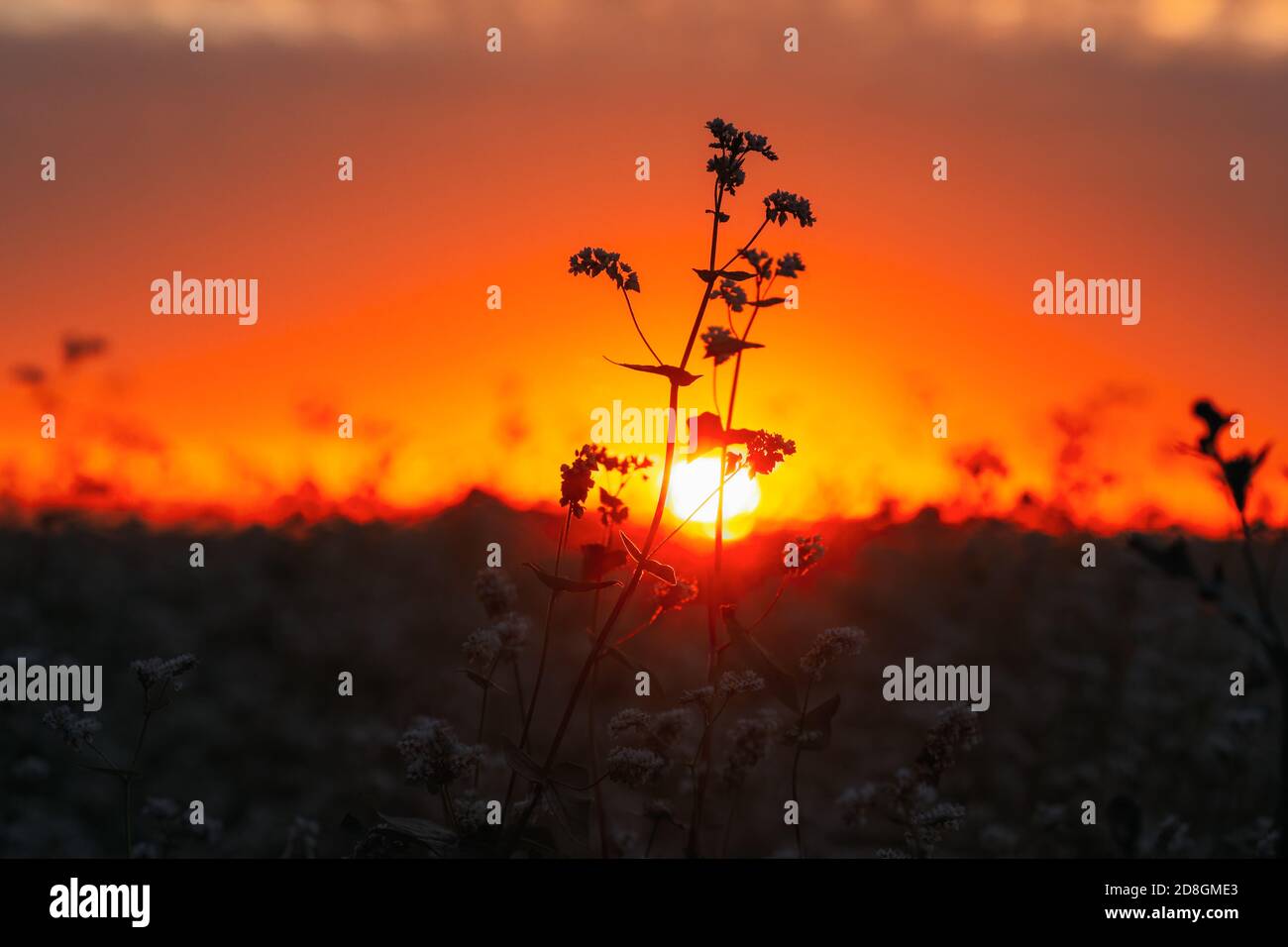 Summer sprouts hi-res stock photography and images - Alamy
