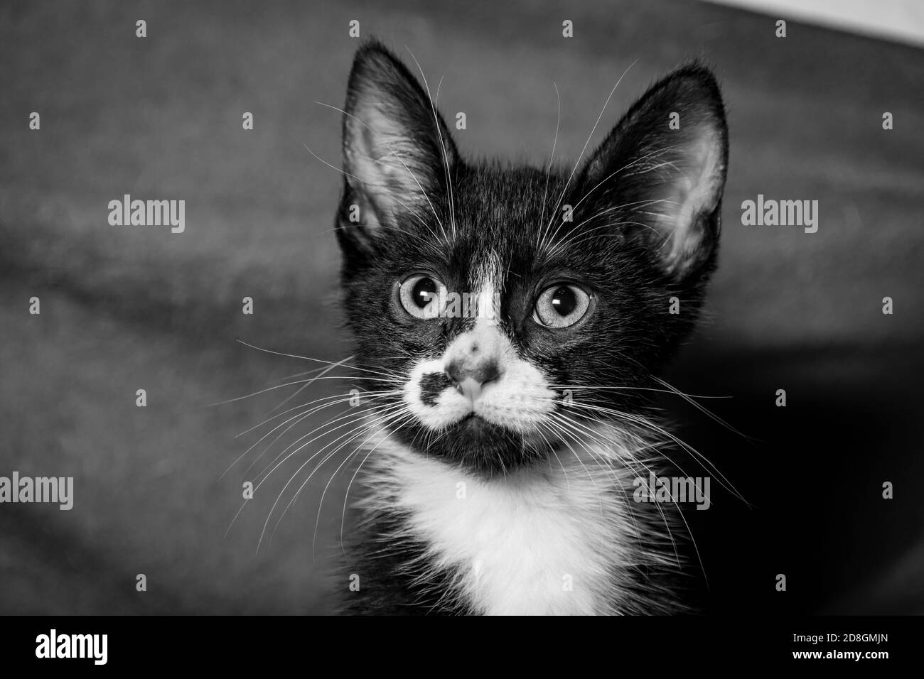 Grayscale shot of a cute kitten looking Stock Photo - Alamy