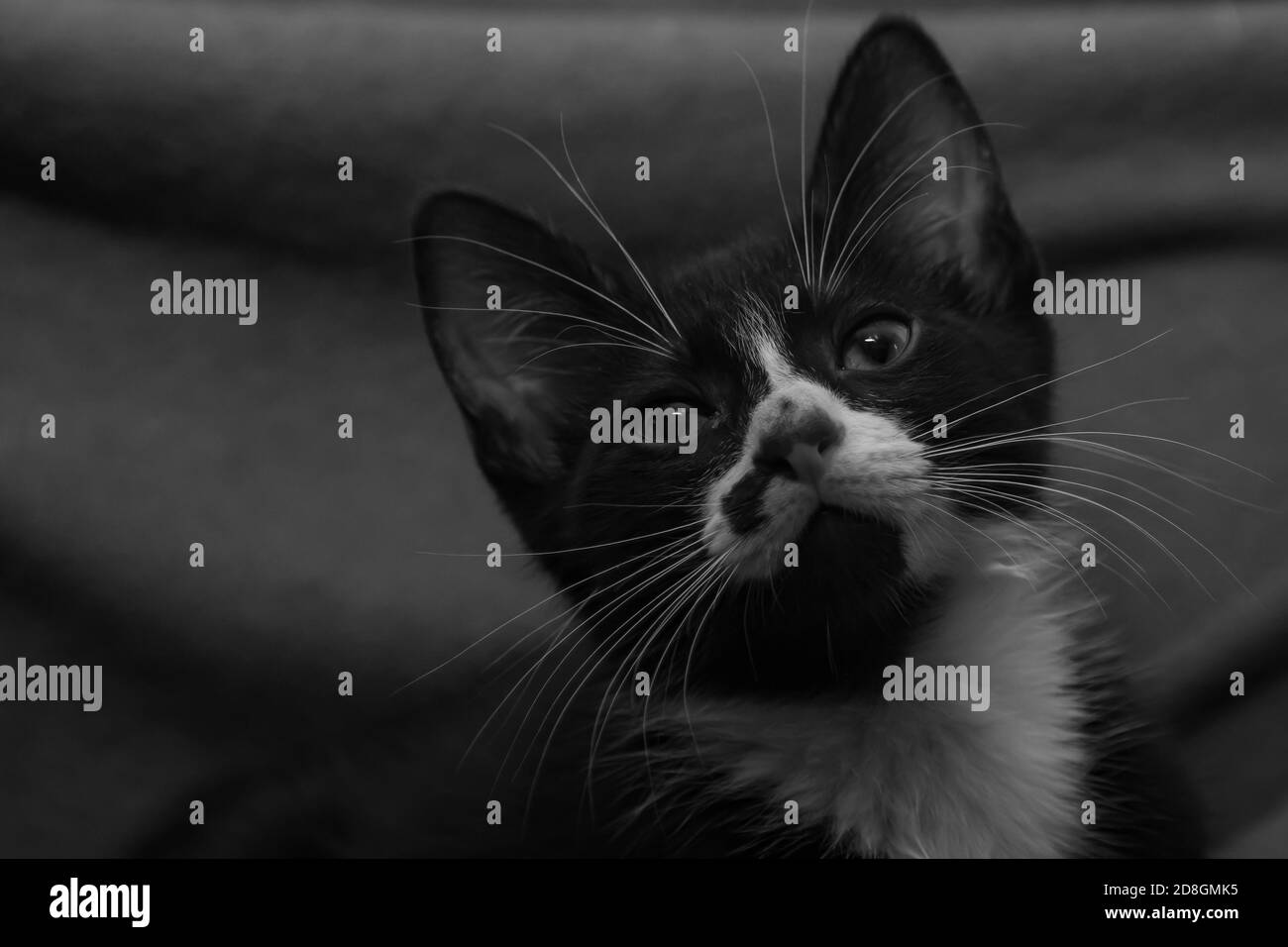 Grayscale shot of a cute kitten Stock Photo - Alamy