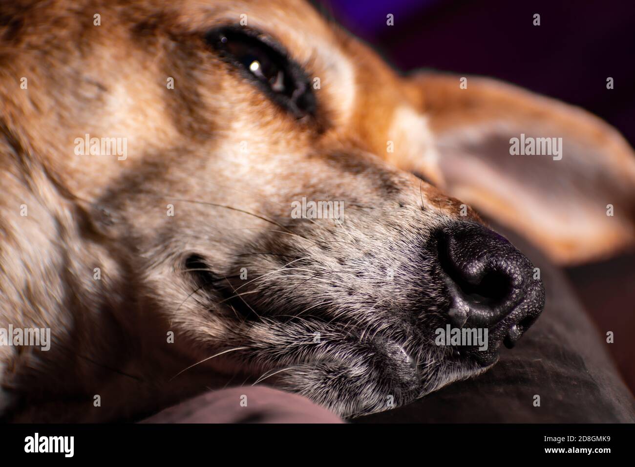 Puppy closing eyes hi-res stock photography and images - Alamy