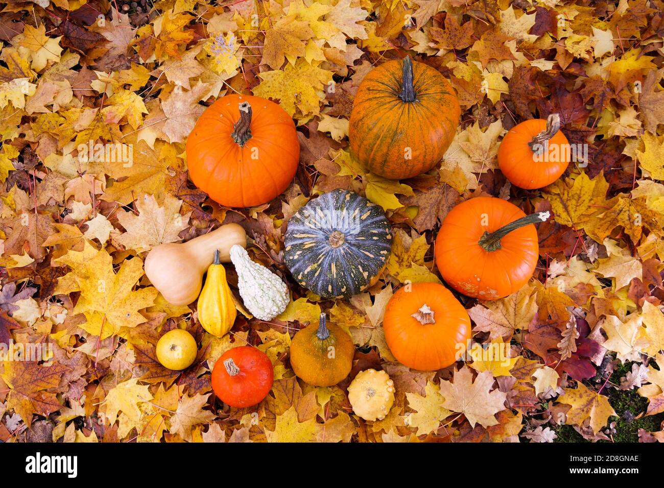 Pumpkins and halloween scenery hi-res stock photography and images - Alamy