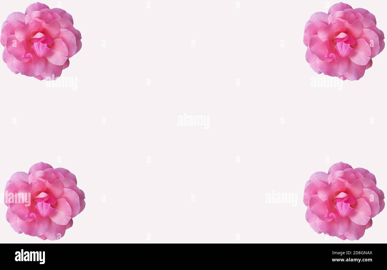 Pink isolated rose flowers on a white clean background Stock Photo - Alamy