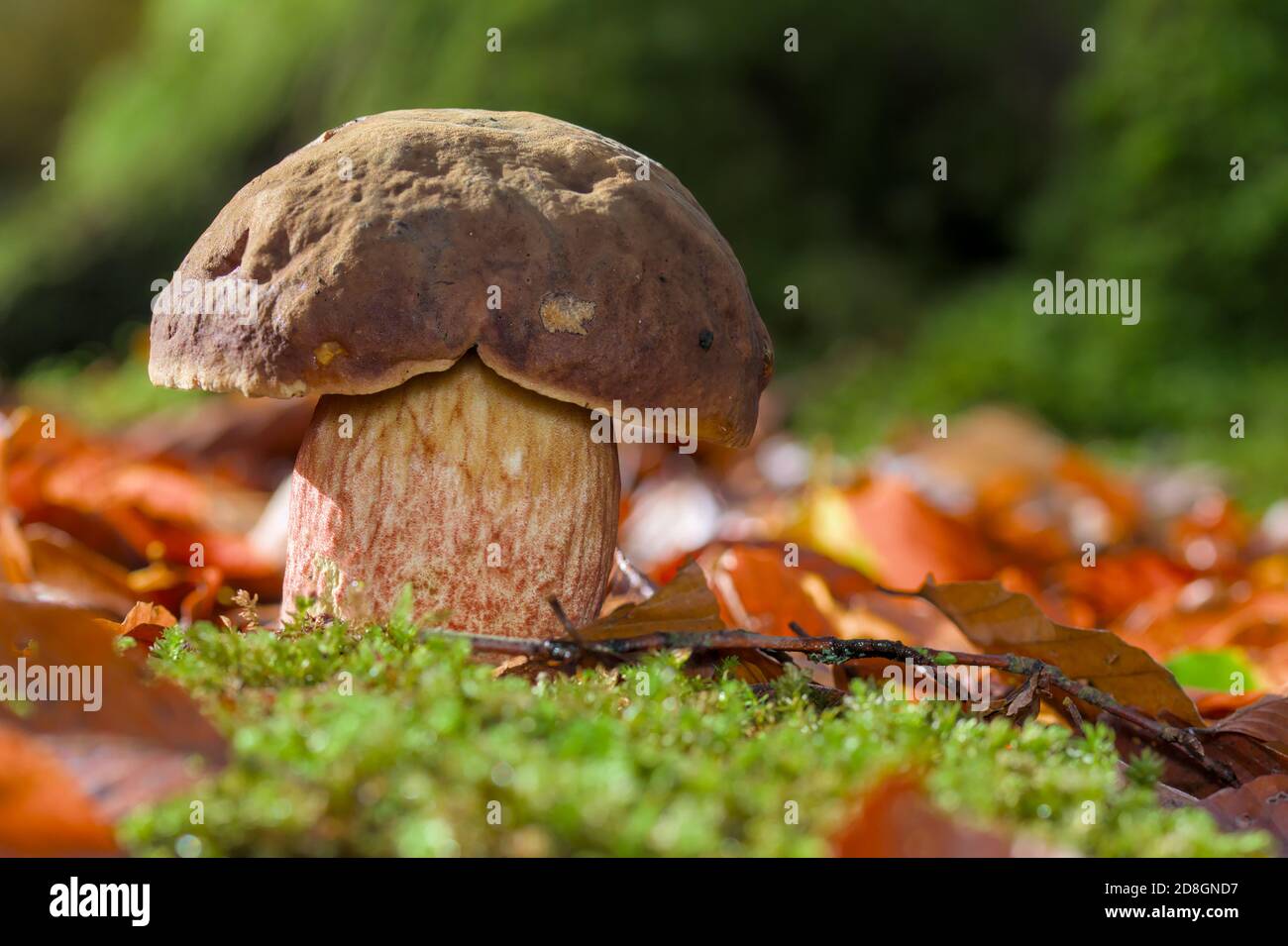 Scarletina Bolete, Boletus luridiformis or Boletus erythropus or ...