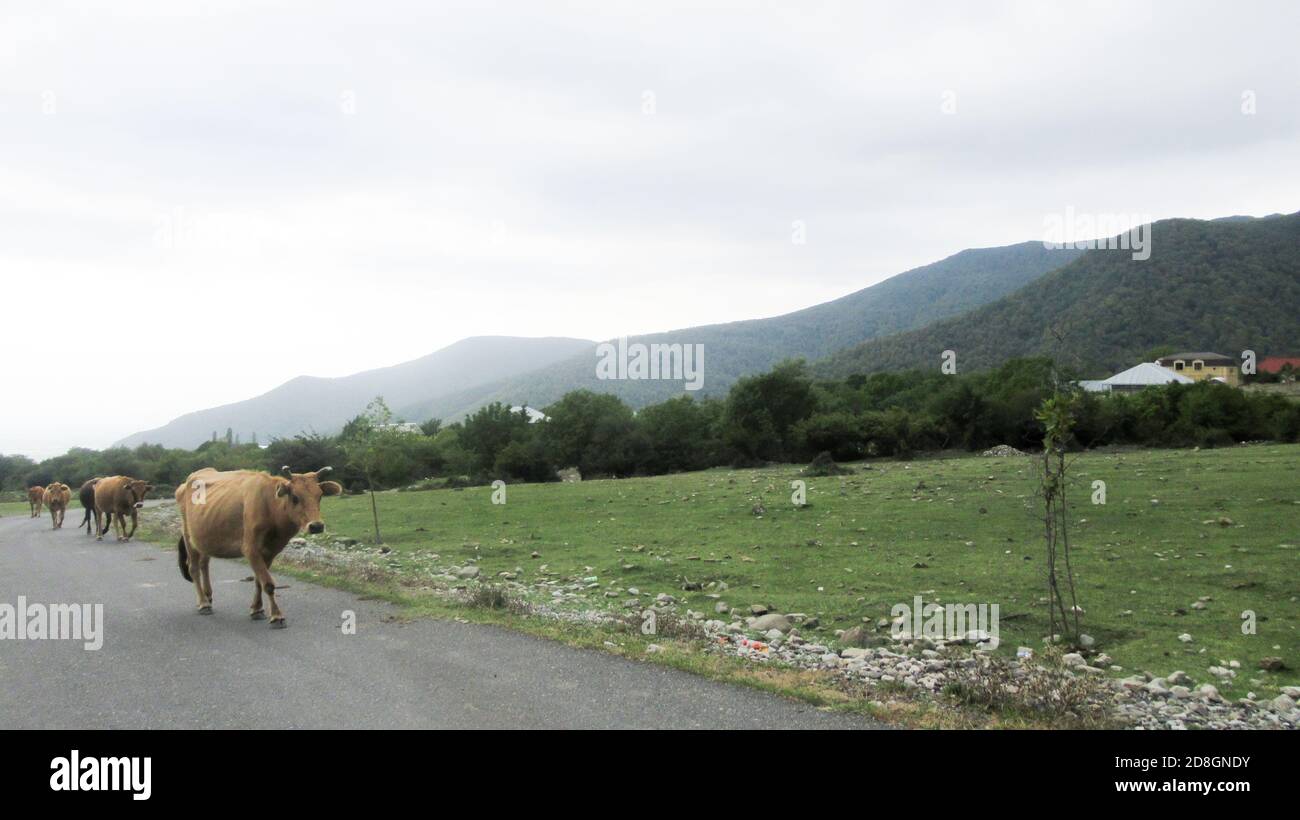 Cow walking on the road in a mountain village Stock Photo - Alamy