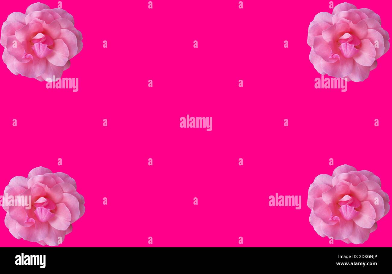 Pink isolated rose flowers on a pink clean background Stock Photo - Alamy