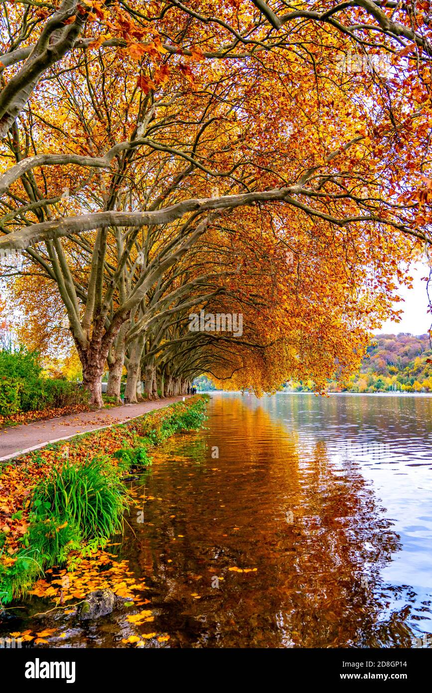 Platanen Allee, Weg am Baldeneysee, bei Haus Scheppen, in Essen, Herbst ...