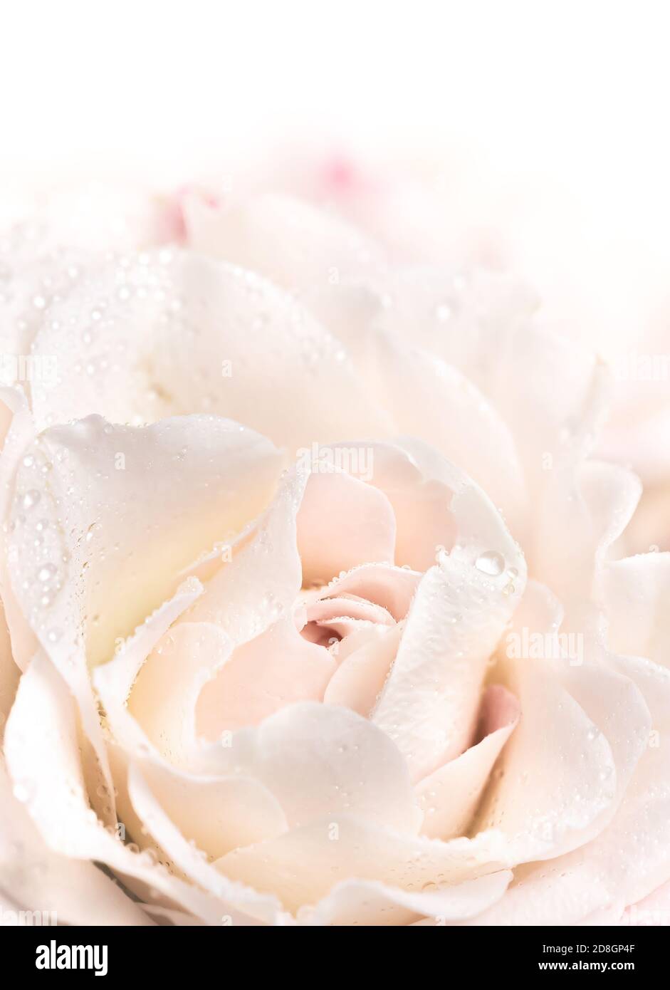 Floral background and texture. Light yellow roses with pink petals ...