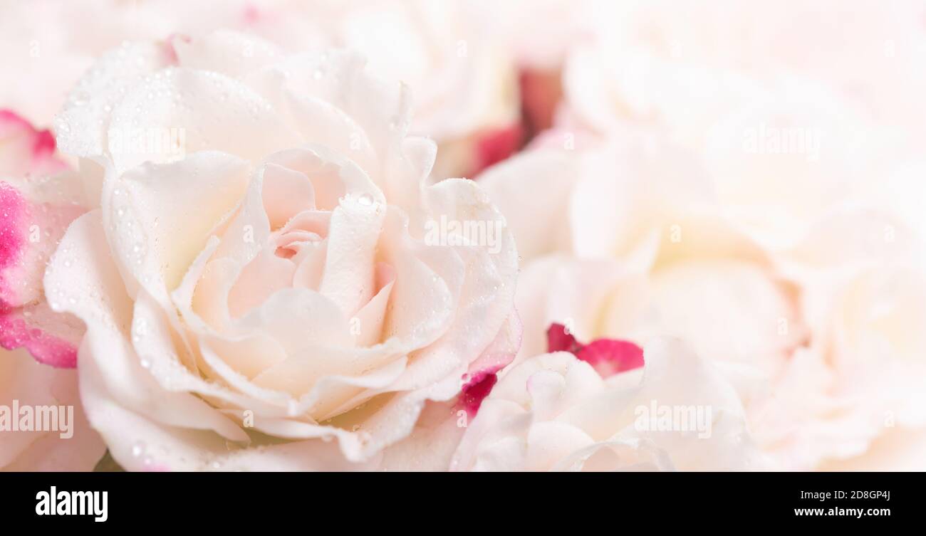 Floral background and texture. Light pink roses background Stock Photo ...